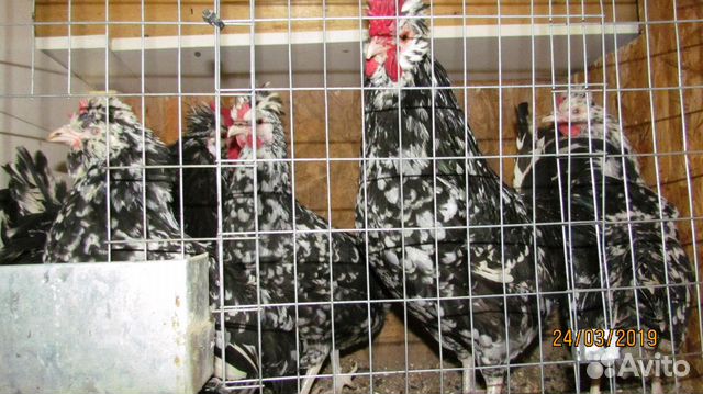 Петух китайской королевской курицы на племя