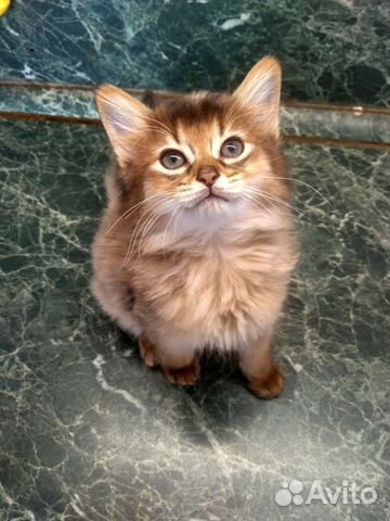 Котята, сомалийки девочки