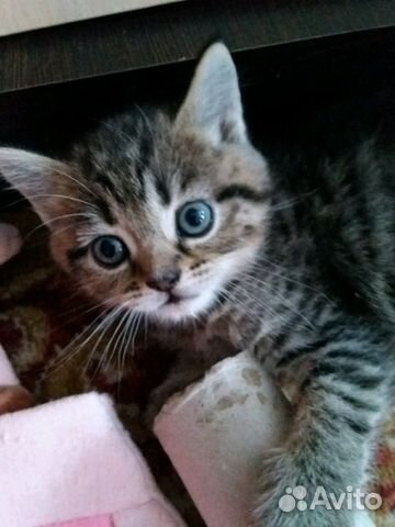 Котенок шотландский девочка