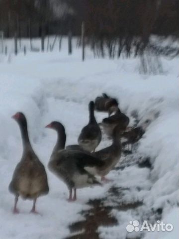 Продам серого гуся