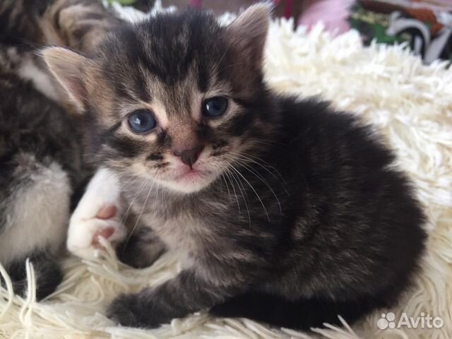 Котята-малыши