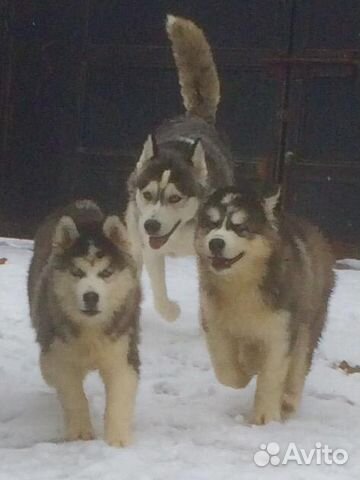 Снежные псы