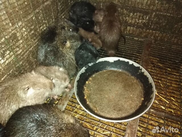 Нутрии на завод