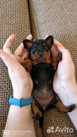 Девчушка-цвергпинчерюшка