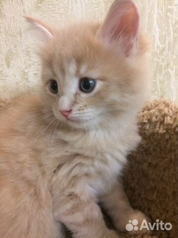 Нежно-рыжий котёнок