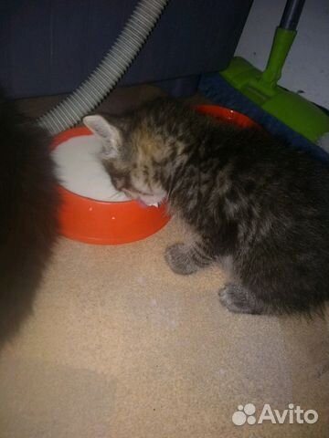 Котенок мальчик