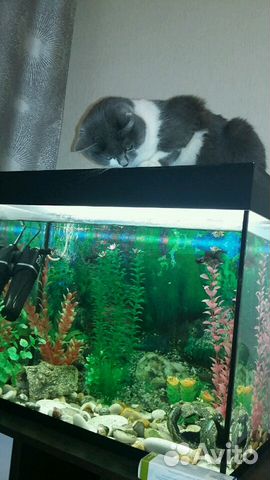 Аквариум