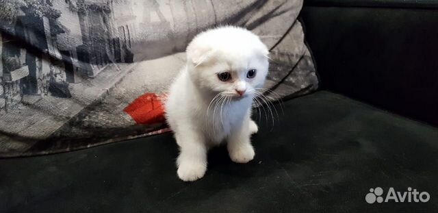 Прелесные белые котята - вислоушки