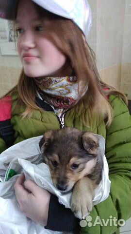 Щенок 3 месяца