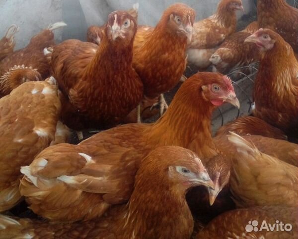 Куры молодки с доставкой по всей России