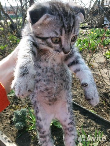 Веслоухии котята