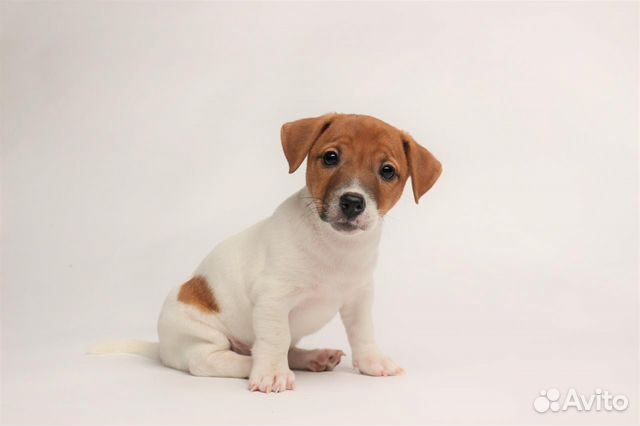 Джек Рассел терьер