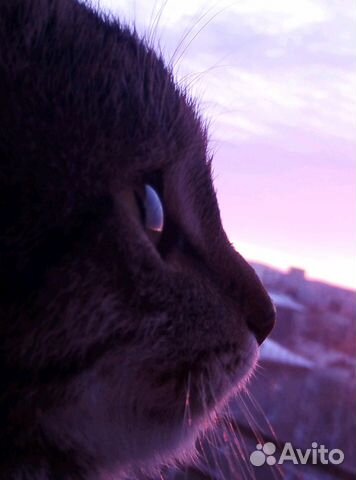 Отдам котёнка бесплатно, В добрые И чистые руки