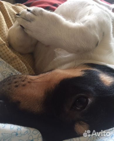 Кобелёк в дар