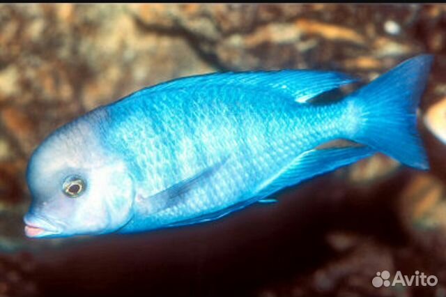 Цихлиды Дельфины и еллоу