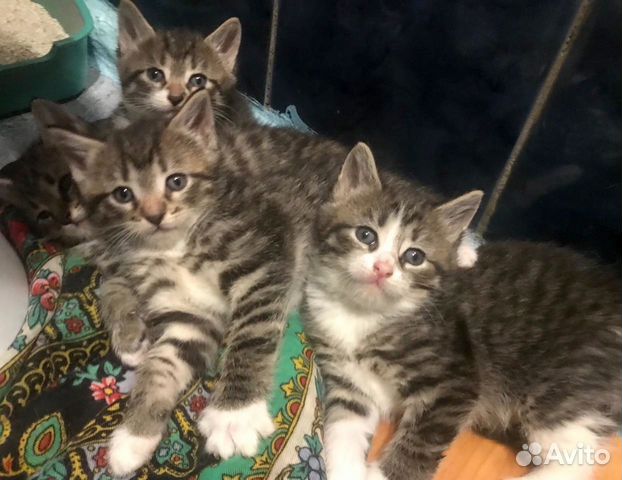 Котята полосатики