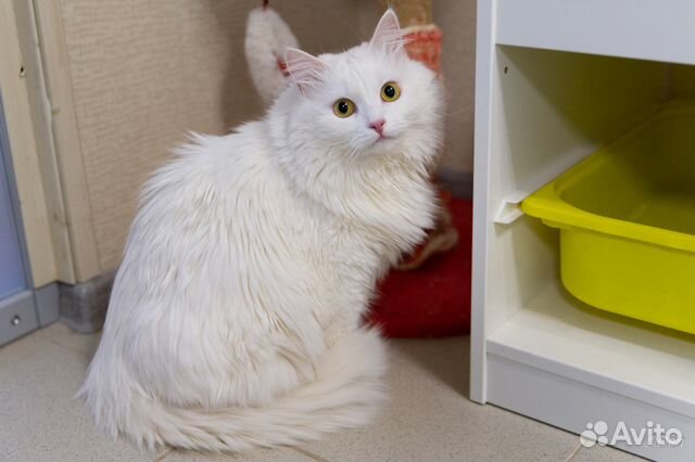 Отдаю белоснежную кошку Маргошу в дар