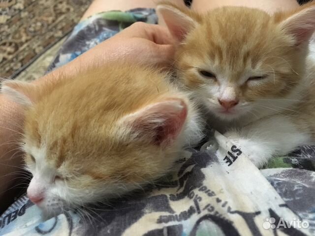 Котята на счастье и деньги