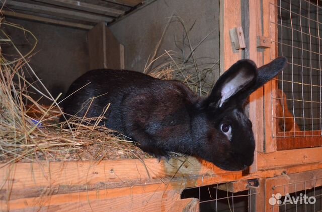 Самец для вязки