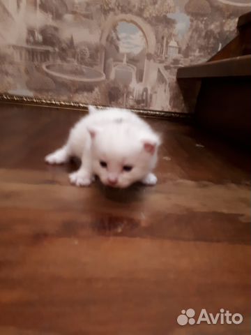 Отдам в хорошие руки