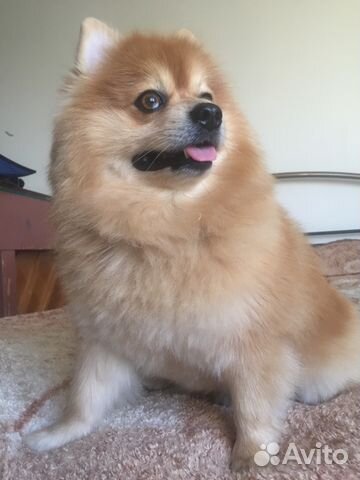 Шпиц Тоша познакомится с девушкой