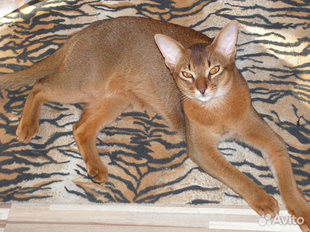 Абиссинский кот