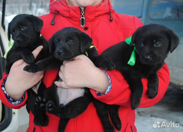 Лабрадорчики