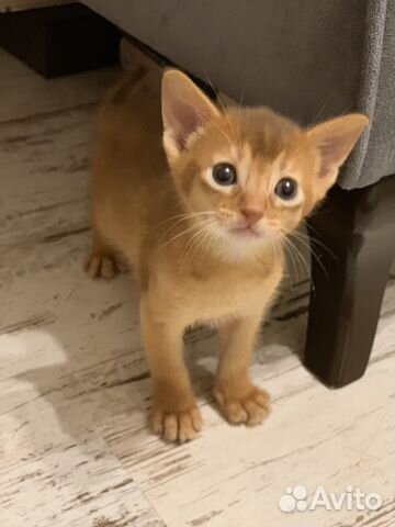 Абиссинский котёнок 1.5 мес сорель