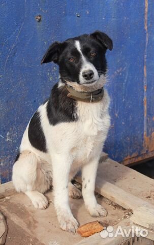 Собака, красотка стерилизованная