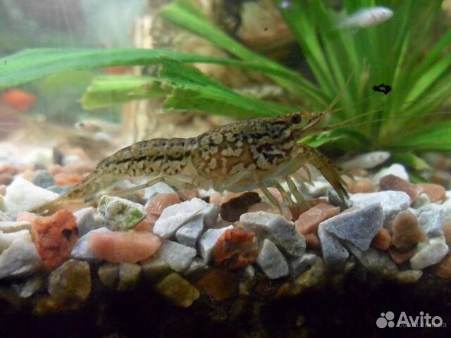 Рак мраморный