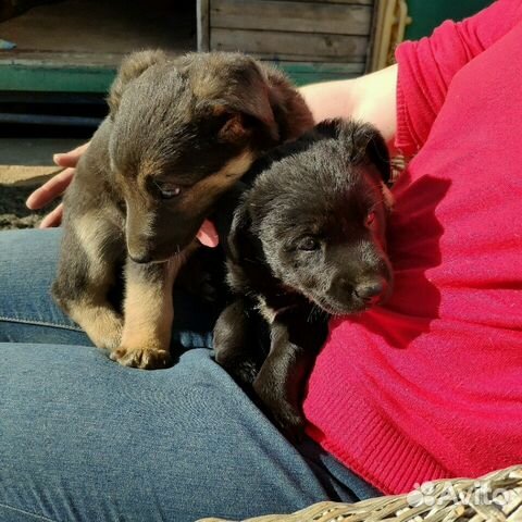 Щенки в дар