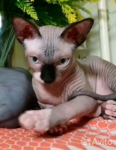 Канадский сфинкс