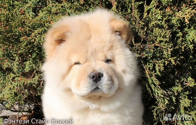 Кремовый мальчик чау-чау