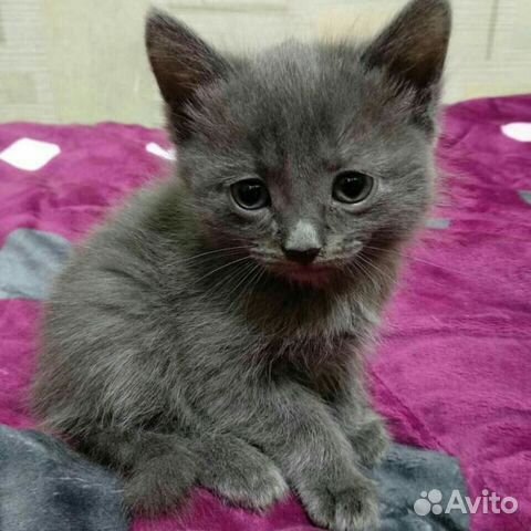 Дымчатая котенок девочка