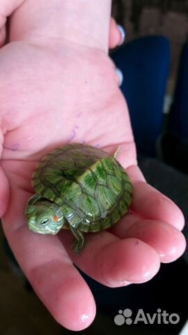 Черепахи красноухие 2 шт