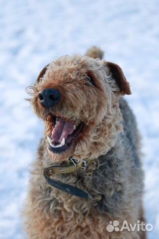 Эрдель в добрые руки