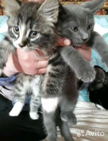 Котята в добрые руки