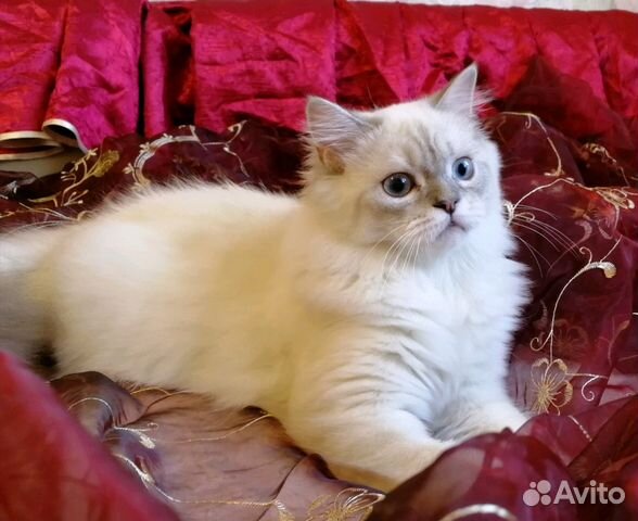 Шотландский длиношерстный котик