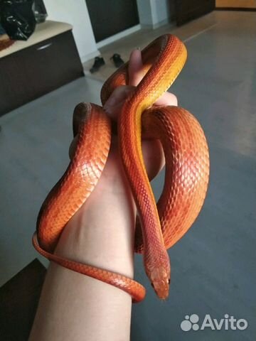 Змея маисовый полоз с террариумом