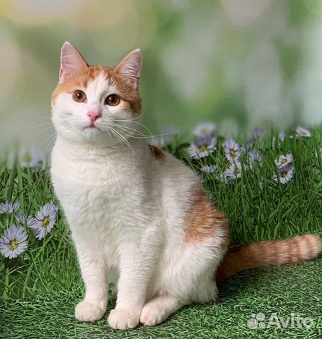 Котодети из приюта ищут своих родителей