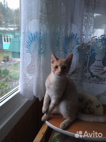 Котенок метис майн-куна