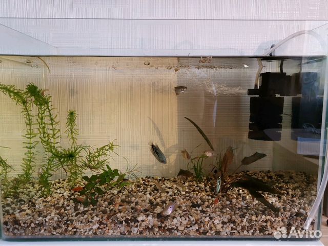 Аквариум 32л с рыбками(мальки), фильтром, грунтом