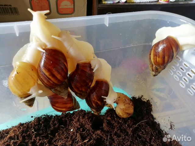 Улитки Ахатина ретекулята альбино и Фулики альбино