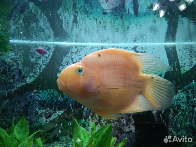 Желтый попугай