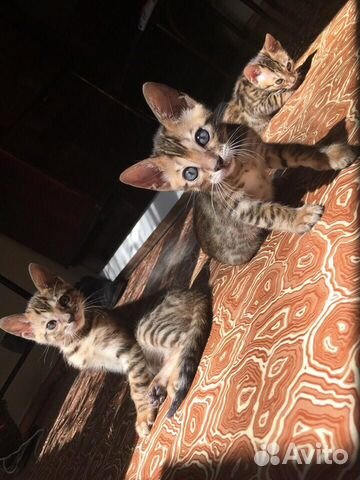 Продам котят