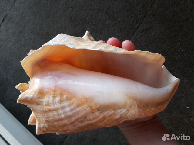 Ракушка большая,гигантский стромбус