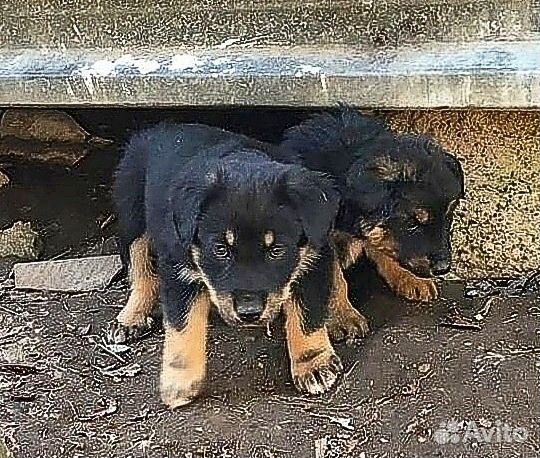 Овчаристые щенки, щенята, девочки и мальчики