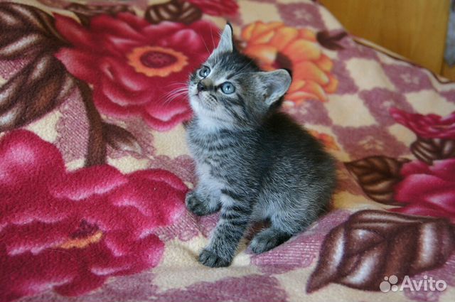 Котейки (мальчики) в добрые руки