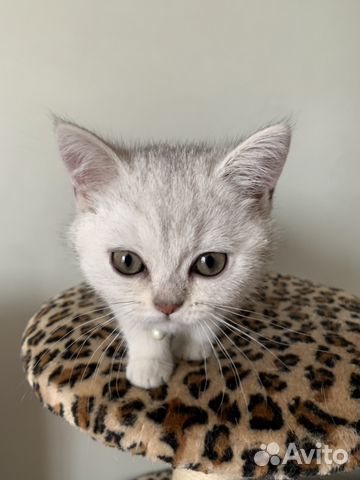 Маленькая рысь