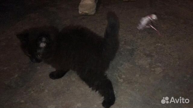 Котятки 1,5 месяцев